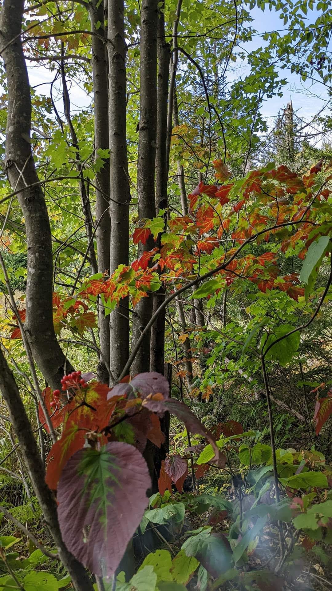 beauty fall Hobblebush Linda bonorden - Echoes of Grace